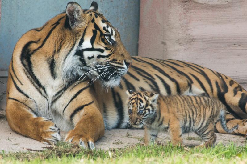 Rare Sumatran Tiger cub born at Fota Wildlife Park - Kildare Now