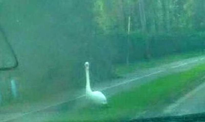 TRAFFIC: Loose swan on N7 near Naas Ball - Photo 1 of 1 - Kildare Now