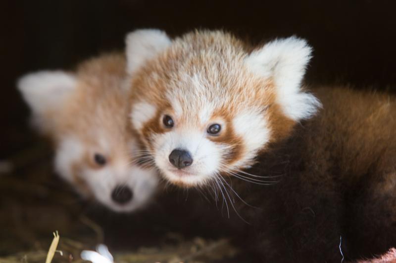Cuddly Red Panda twins born at Fota Wildlife Park need names! - Kildare Now