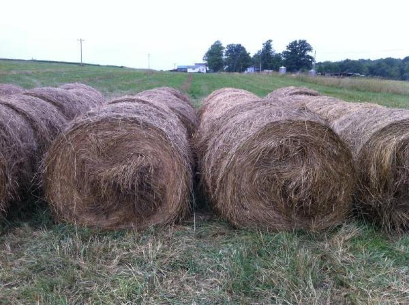 First fodder shipment arrives in Ireland to help beleaguered farmers ...
