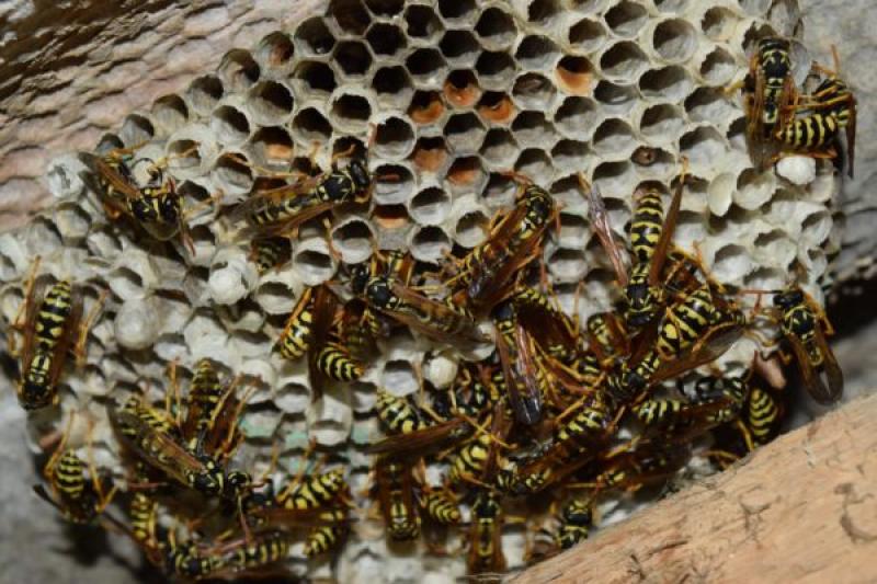 It's bad news if you have a fear of wasps! Kildare is Ireland's second ...