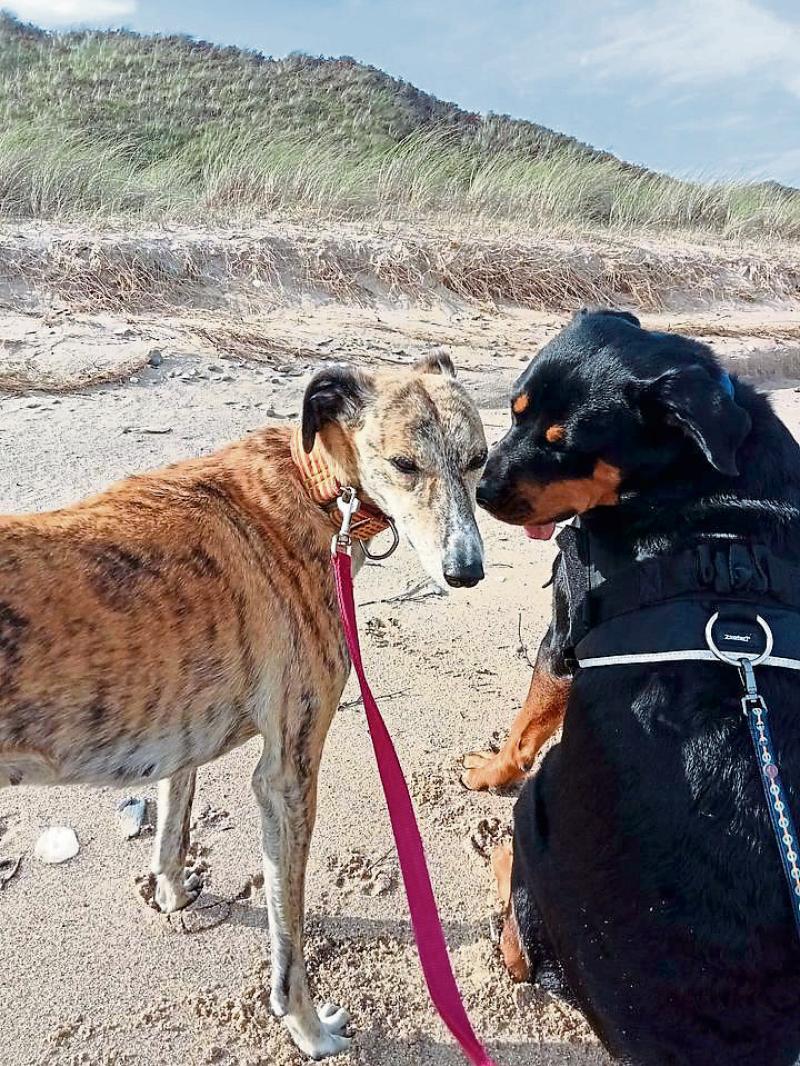 KILDARE ANIMALS IN NEED: Third time lucky for unassuming Libby - Kildare Now