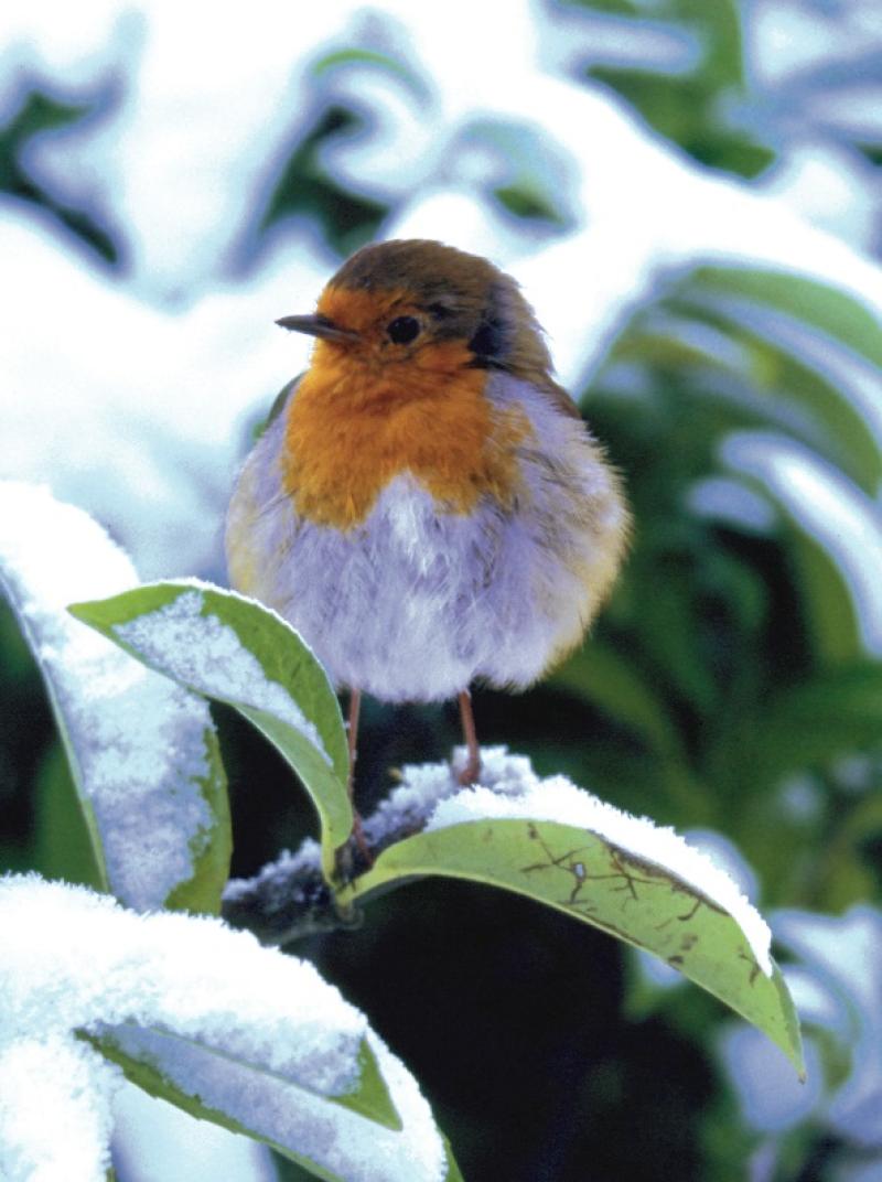 KILDARE WILDLIFE COLUMN: British postmen nicknamed ‘robins’ long ago ...
