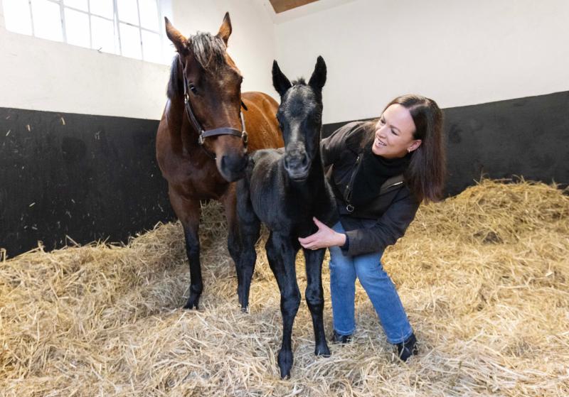 KILDARE: First foals of the year born at Irish National Stud - Kildare Now