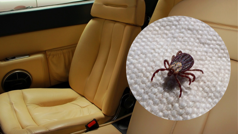 REVEALED: Seven tell-tale signs your car is infested with BUGS and ...