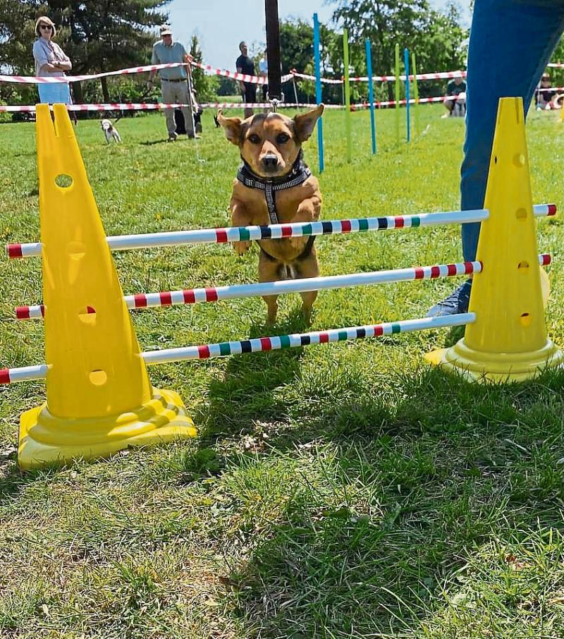 Bark in the Park at Newbridge's June Fest - Kildare Now