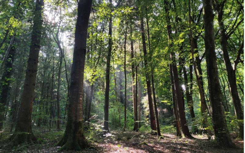 Coillte to carry out Forest Biodiversity Improvement works at Moore ...