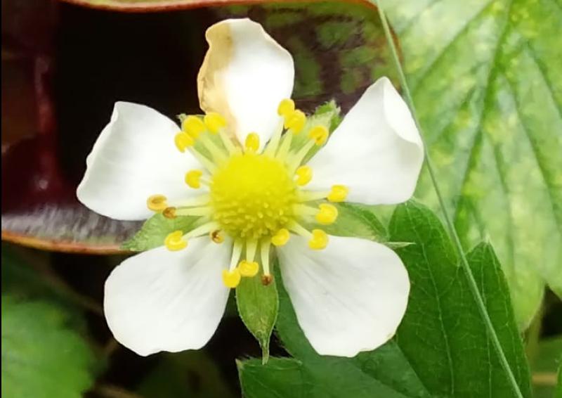 Find out more about our native wildlife - Kildare Now