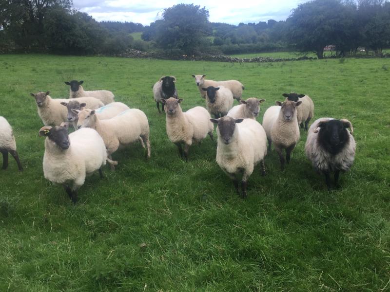 Kildare Co Council "has no role" in managing sheep that stray into ...