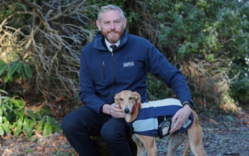 ISPCA calls on Kildare patrons to be the miracle for animals in need ...