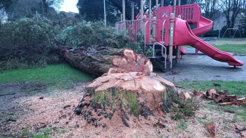 'Bizarre' - Kildare Gardaí investigate tree cut down in public park ...