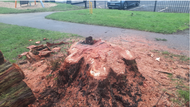 PHOTOS: Shock in Kildare as vandals chop down rare 100-year-old tree ...