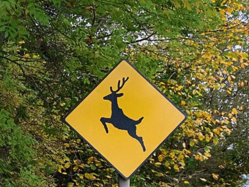 Wild animal signs are needed in Naas - Kildare Now