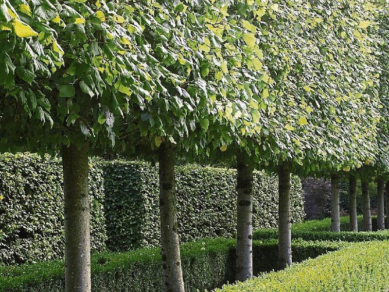 Gardening: Choose the best trees for screening your garden - Kildare Now