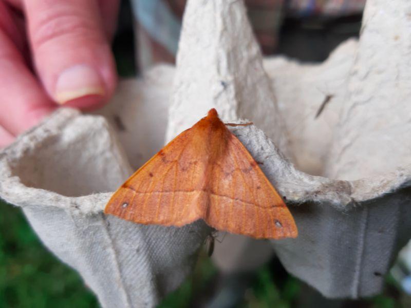 Kildare's Wildlife Watch: The autumn flight of the Feather Thorn moth ...