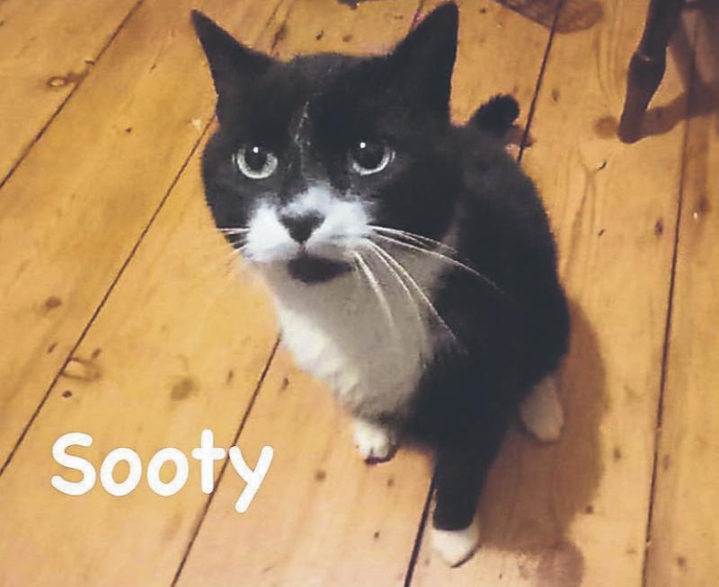 KILDARE ANIMALS IN NEED: Three-legged Sootie still waiting for a nice ...