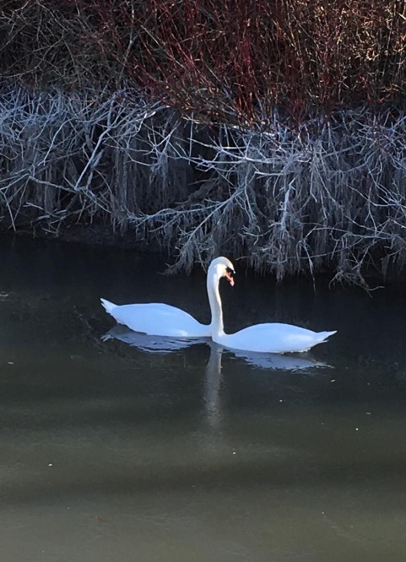Kildare Animals in Need: Control your dogs at Naas’ swan lake - Kildare Now