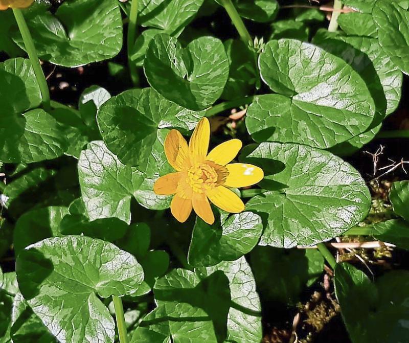 KILDARE WILDLIFE WATCH: Lesser Celandine is an early bloomer - Kildare Now