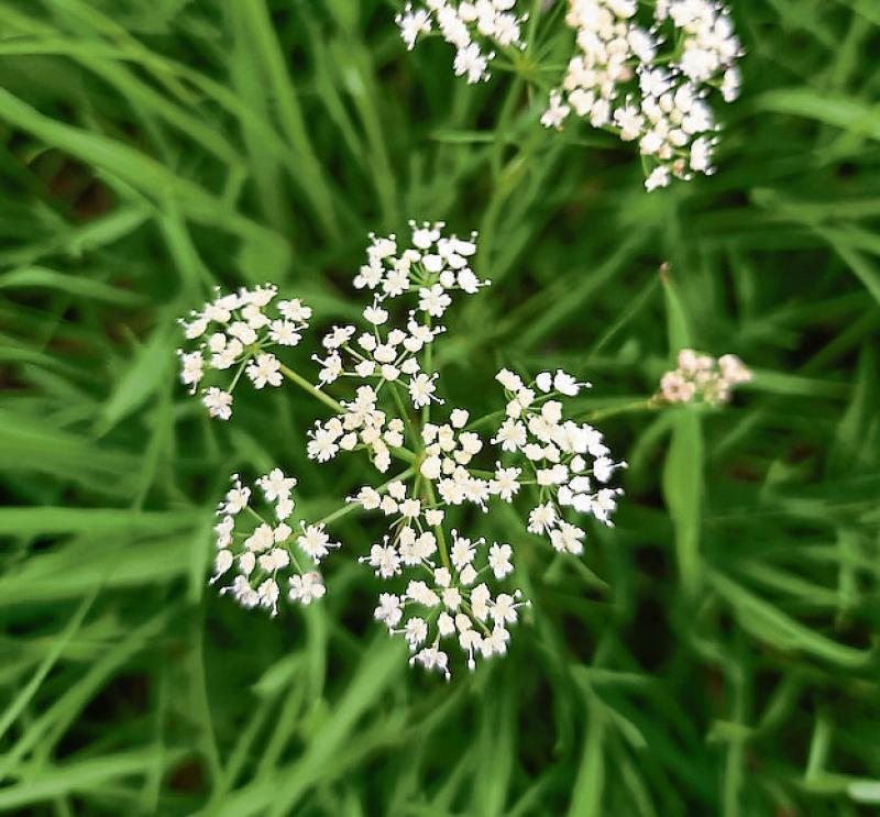 KILDARE WILDLIFE COLUMN: The mystery of the native Pignut plant ...