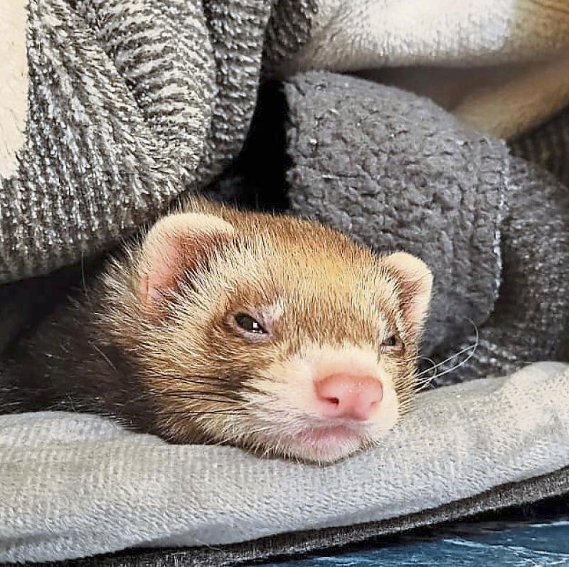 KILDARE ANIMALS IN NEED: Fancy owning a ferret? - Kildare Now