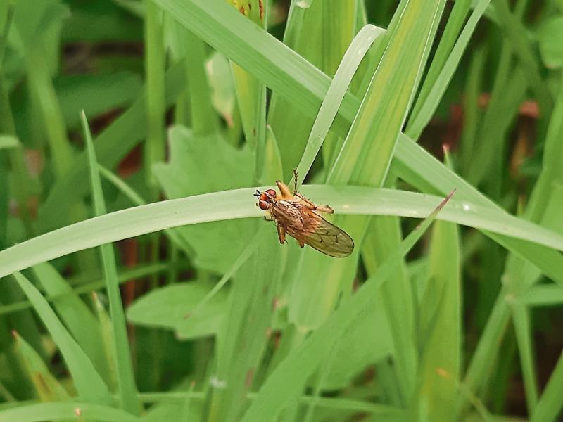 KILDARE WILDLIFE COLUMN: Yellow Dung Fly lays eggs in animal pooh ...
