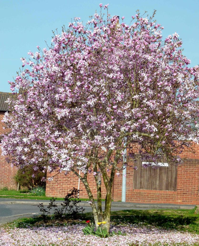 Magnificent magnolias! Add some eastern glory to your Irish garden ...