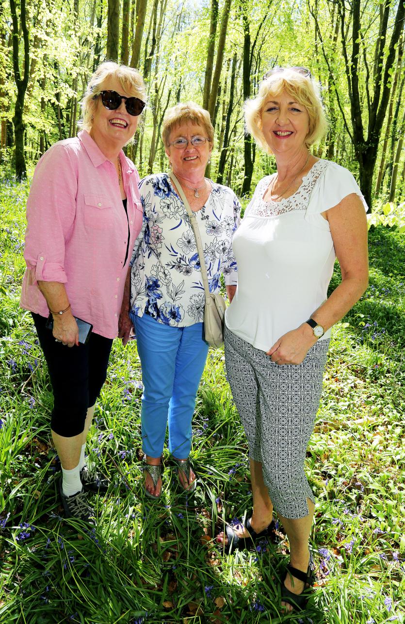 GALLERY: Music amidst the glorious landscape of Bluebells & Buskers in ...