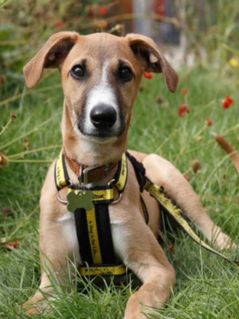 Generation Pup 'will give us a better understanding of the external ...