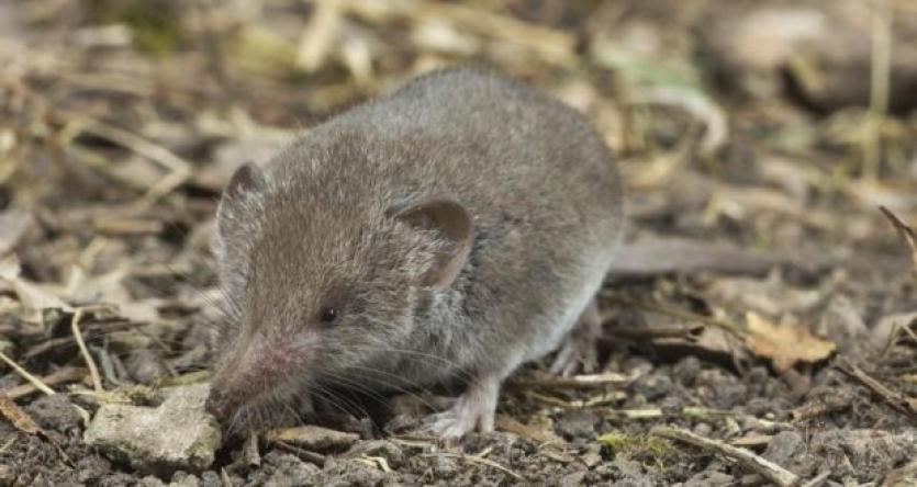 Call to report sightings of unwanted mouse-like creature in Kildare ...