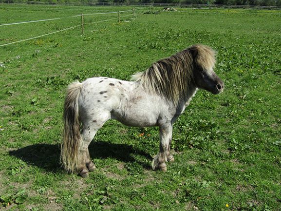 "One of the worst cases I've seen" - ISPCA rescue Shetland pony with ...