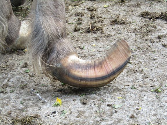 "One of the worst cases I've seen" - ISPCA rescue Shetland pony with ...