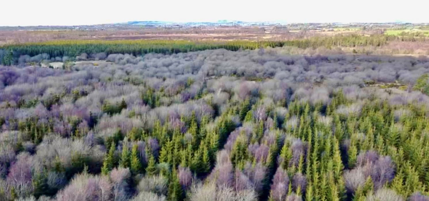 Locals band together for clean-up of Kildoon Wood area - Kildare Now