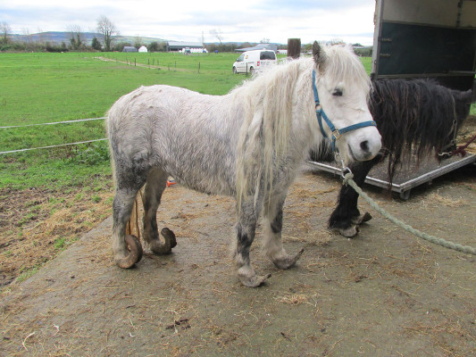 Ponies with painful overgrown hooves rescued - Photo 1 of 1 - Kildare Now