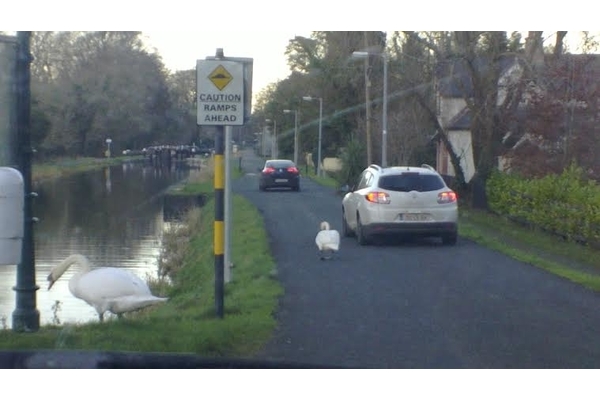 This bird has some neck swanning around Naas! - Photo 1 of 1 - Kildare Now