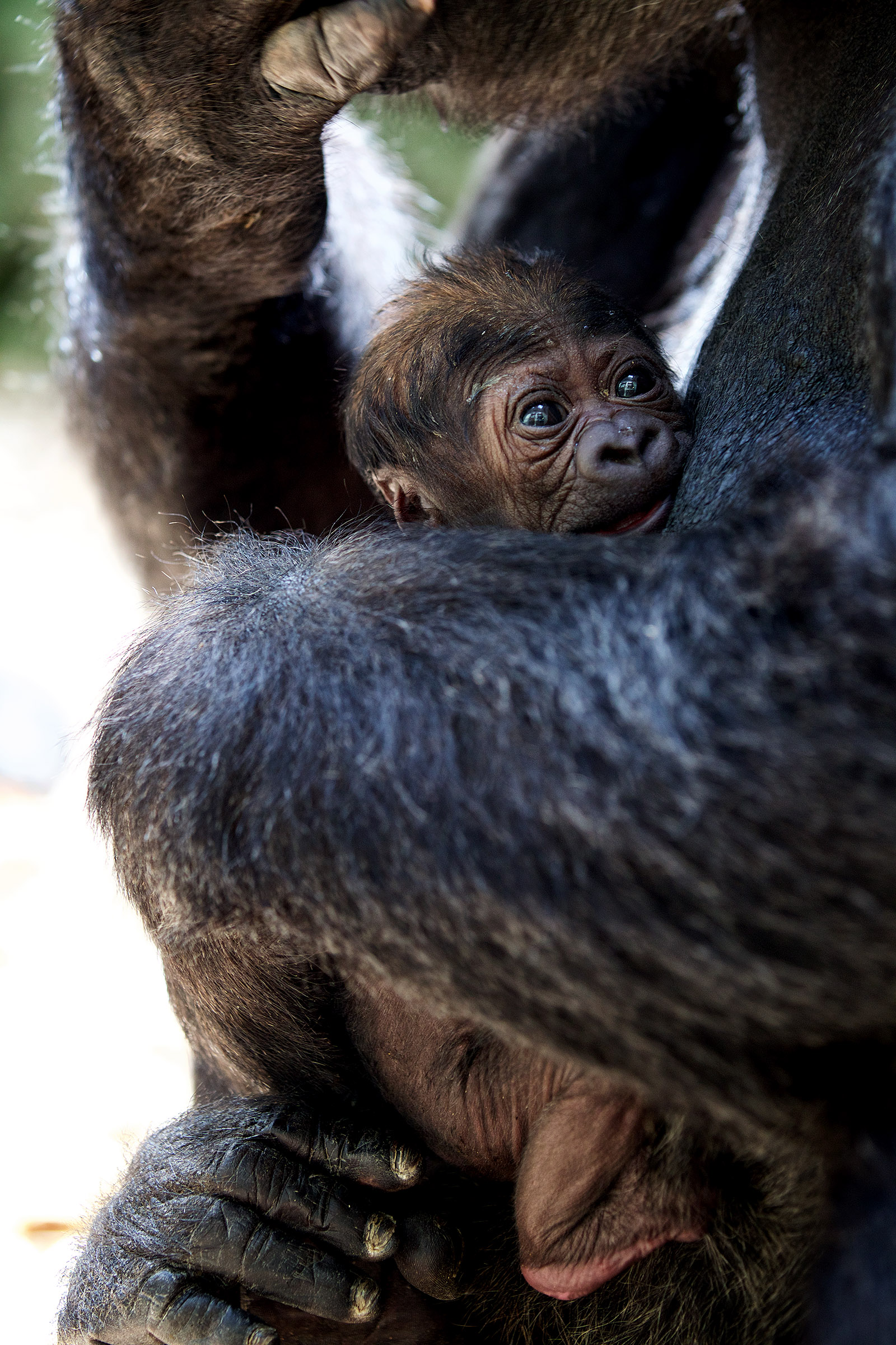 Meet Dublin Zoo’s latest arrival – Gorilla mum Lena gives birth to new ...