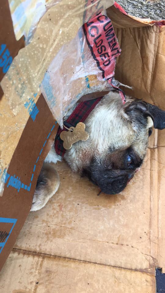 Kildare animal welfare group hit out at government following despicable ...