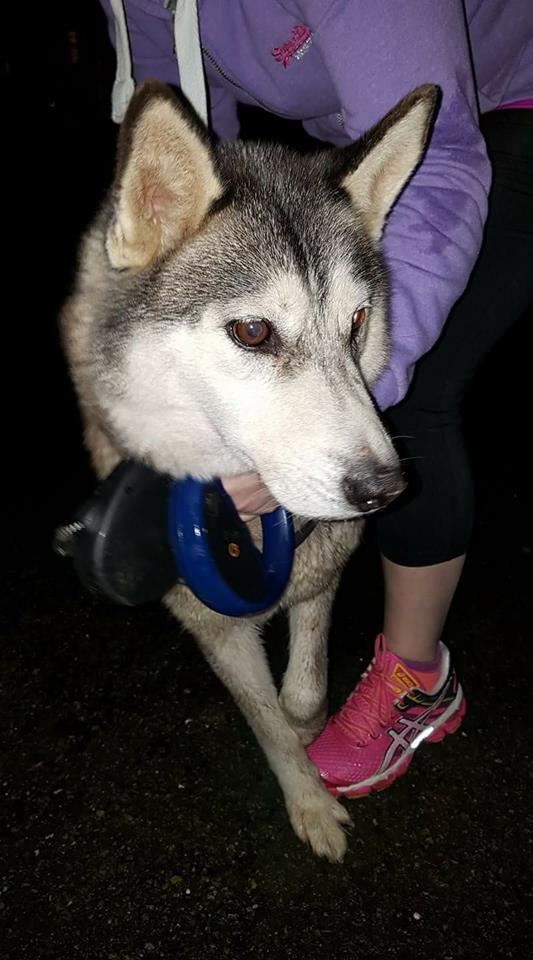 Stray huskies running in front of busy Co Kildare traffic this evening ...