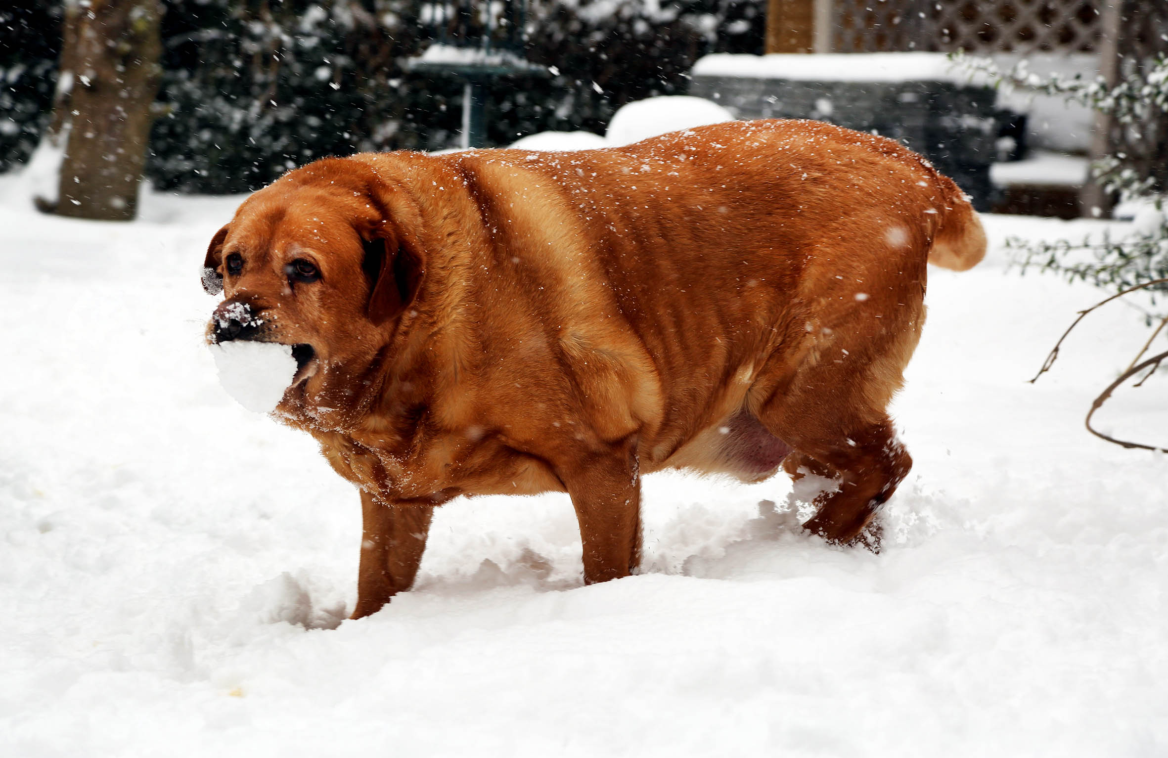 GALLERY: Fun and frolics in the Big Freeze - Photo 1 of 17 - Kildare Now