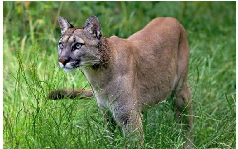 Puma Wild Cat