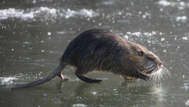 'Giant rat' that carries diseases harmful to humans spotted in Canal in ...