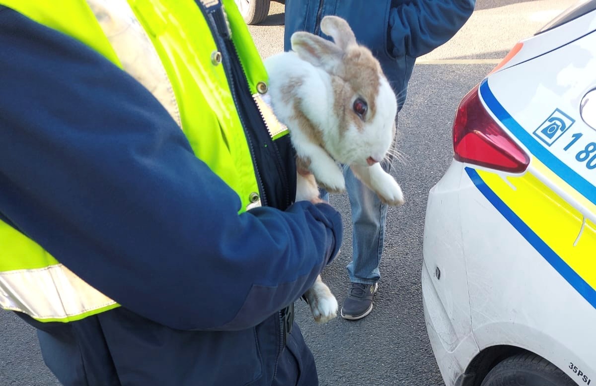 PHOTOS: Gardaí hop to the rescue of rabbit stuck in car - Kildare Live