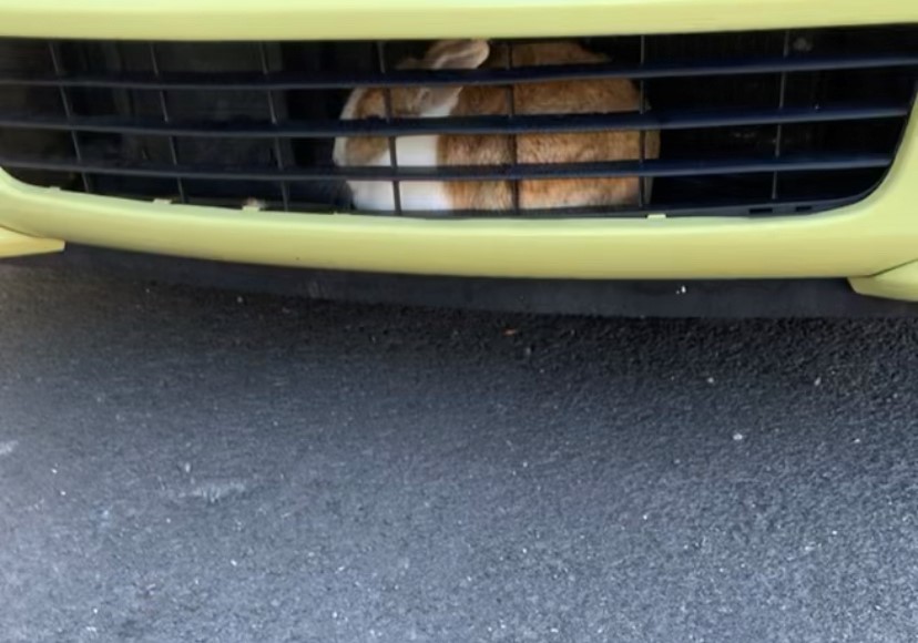 PHOTOS: Gardaí hop to the rescue of rabbit stuck in car - Kildare Live