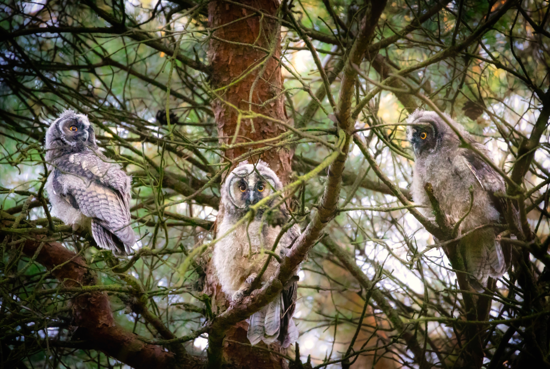 Kildare photographer captures stunning wildlife images on Curragh ...