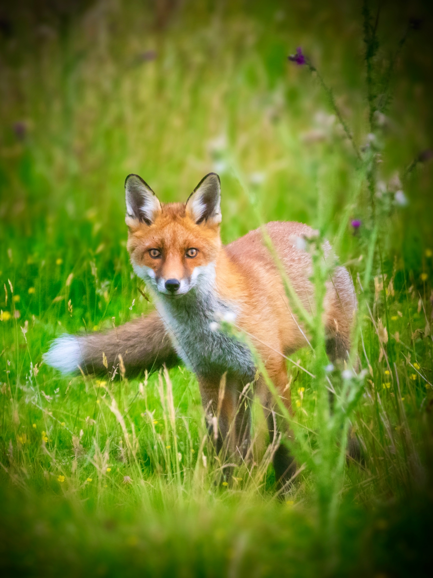 Kildare photographer captures stunning wildlife images on Curragh ...